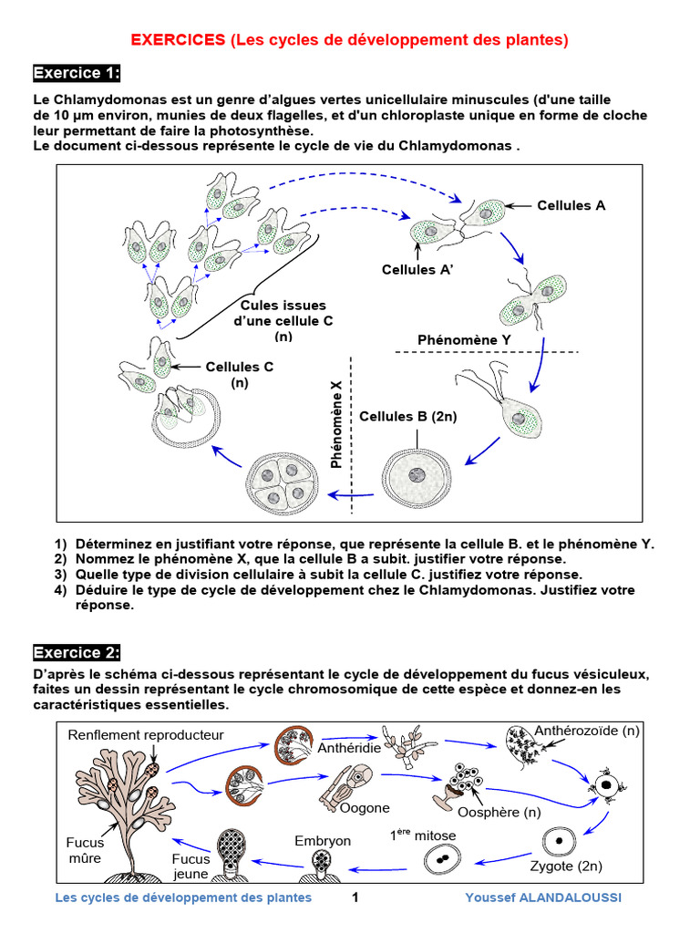 EXERCICES (Les Cycles de Développement Des Plantes) : Exercice 1 | PDF