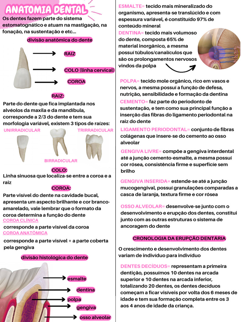 Anatomia Dental Pdf