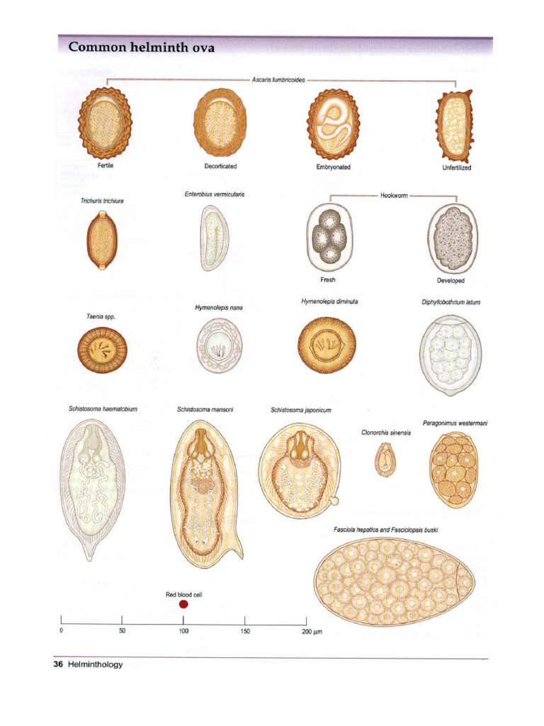 Oeufs de Parasites | PDF