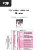 Dermatomas y Miotomas | PDF | Nervio | Sistema musculoesquelético