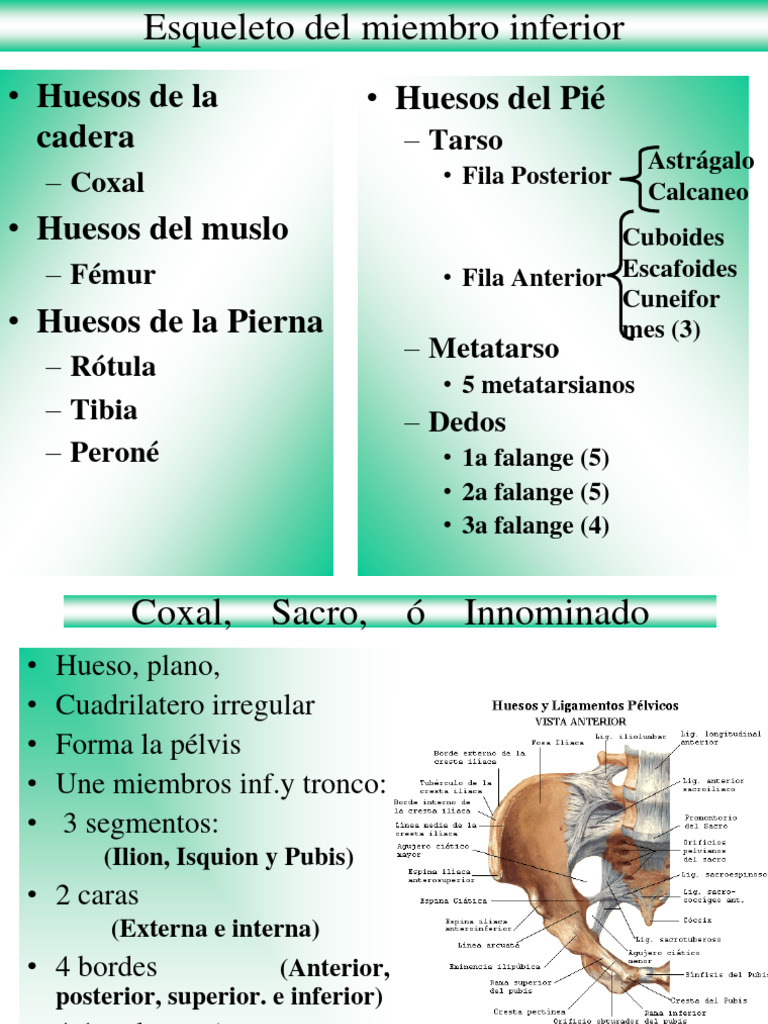 OSTEOLOGIA, Miembro Inferior | PDF | Anatomía del miembro inferior | Sistema esquelético