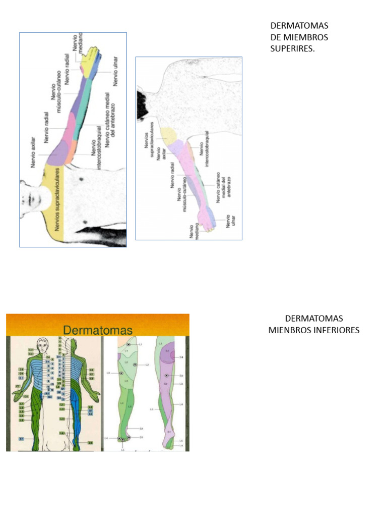 Maquetas Dermatomas (Imagenes) | PDF