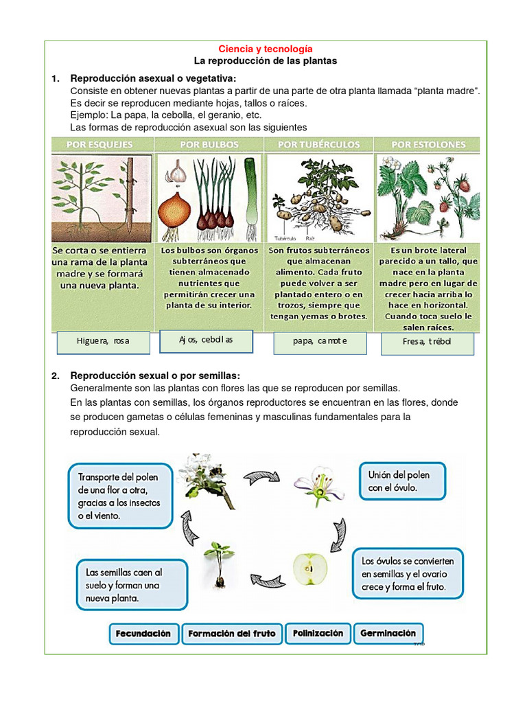 Reproducción de Las Plantas | PDF