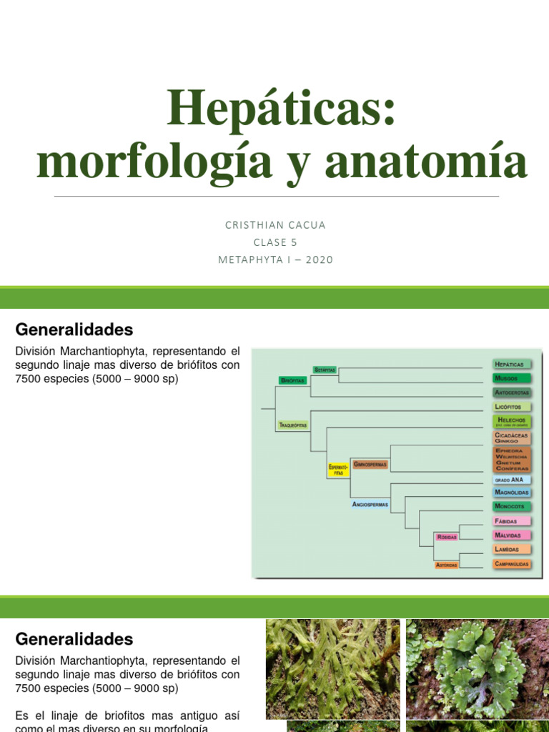 Clase 5 Hepaticas 1 | PDF | Anatomía | Morfología Vegetal