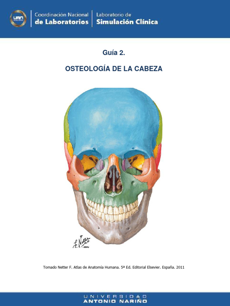 Guia 2 Osteología De Cabeza Pdf Cabeza Y Cuello Humanos Anatomía
