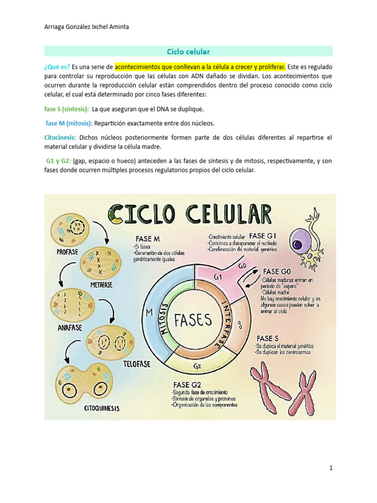 3.ciclo Celular | Descargar gratis PDF | Mitosis | Mitosis