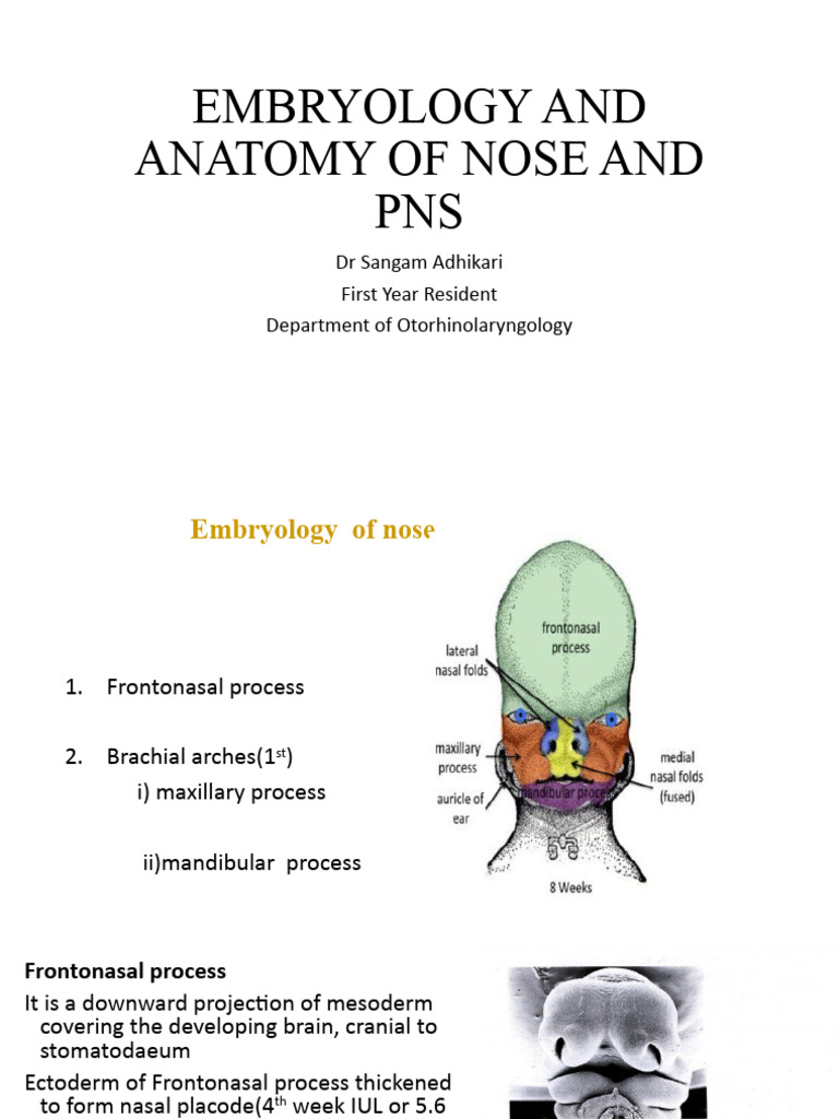 Embryology and Anatomy of the Nose | PDF | Human Nose | Human Head And Neck