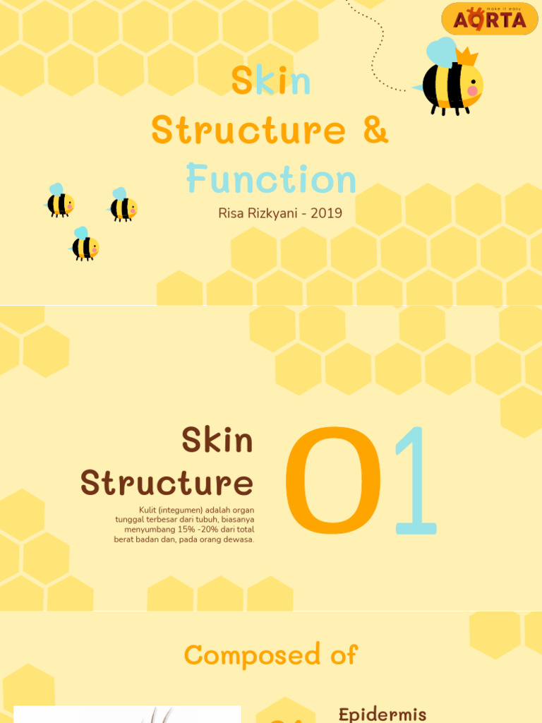 Skin Structure - Functions | PDF
