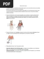 Músculos de la eminencia tenar y hipotenar | PDF | Mano | Anatomía humana