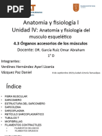 Estructura y función de los miocitos | PDF | Músculo | Biología Celular