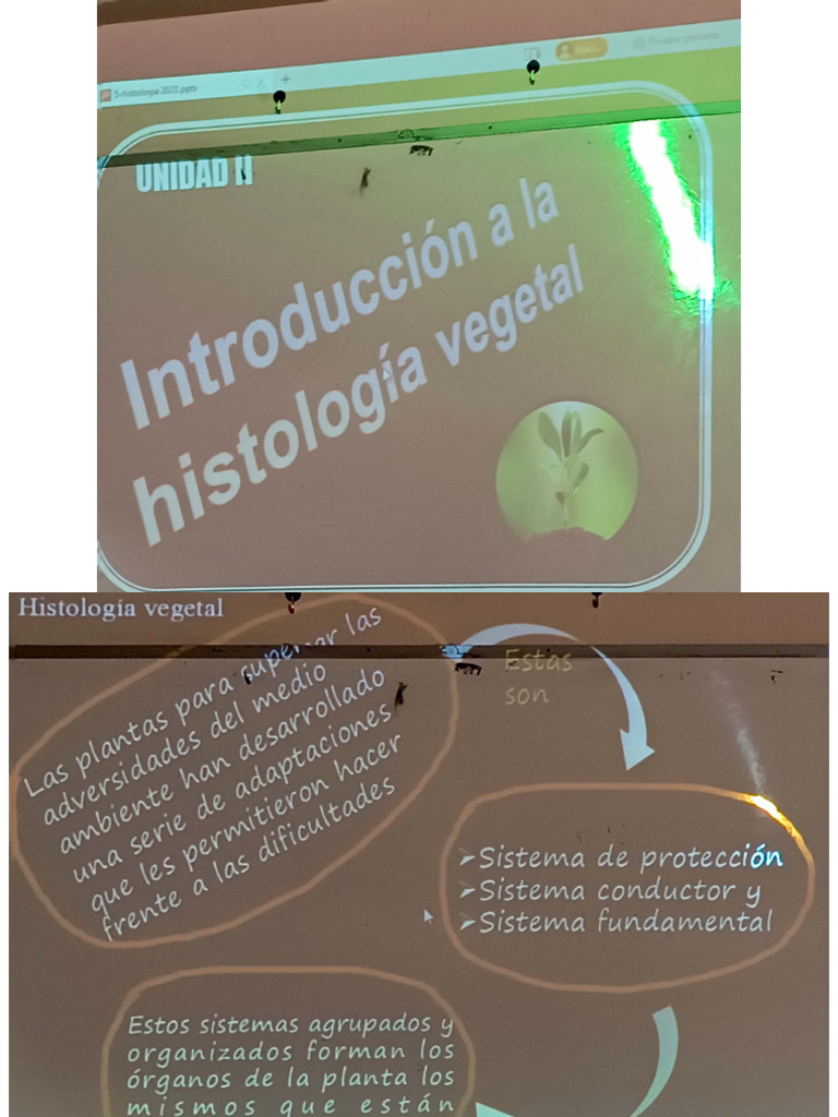 2dot - Histol Vegetal y Tejidos Mristmaticos Prte 1 #2do Parcial | PDF