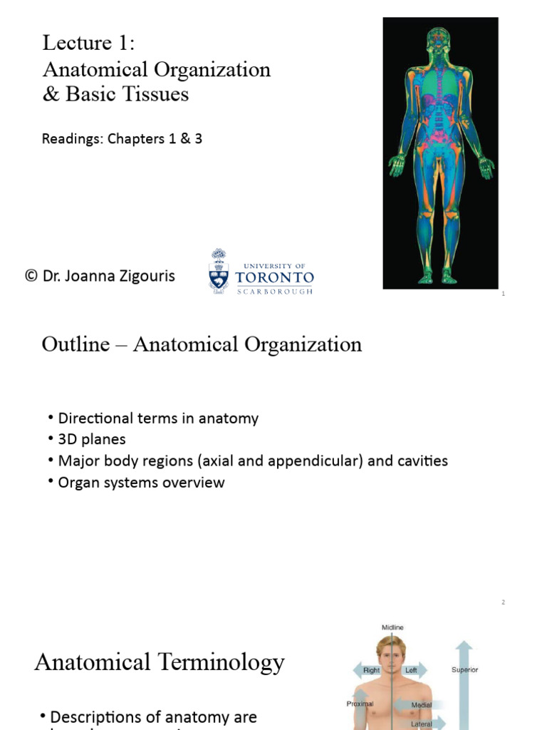Lecture 1 - Anatomical Organization & Basic Tissues - 2023FALL | PDF | Epithelium | Connective ...