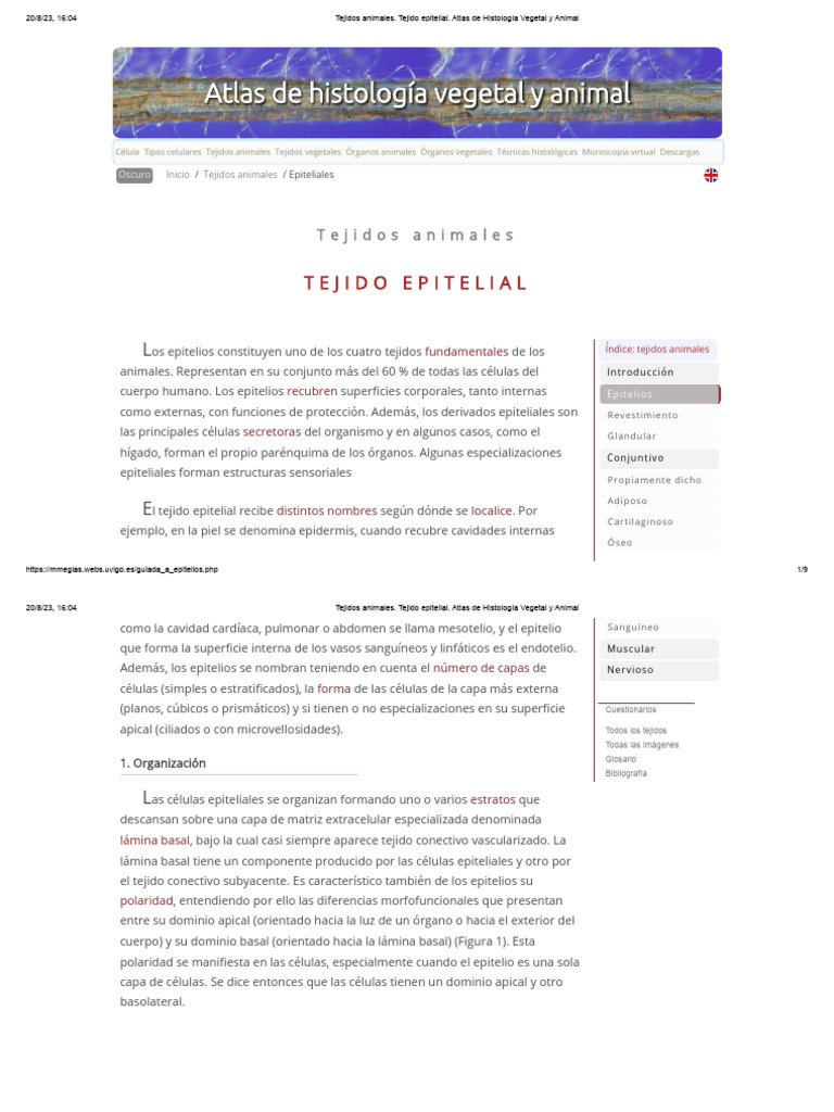Tejidos Animales. Tejido Epitelial. Atlas de Histología Vegetal y Animal | PDF