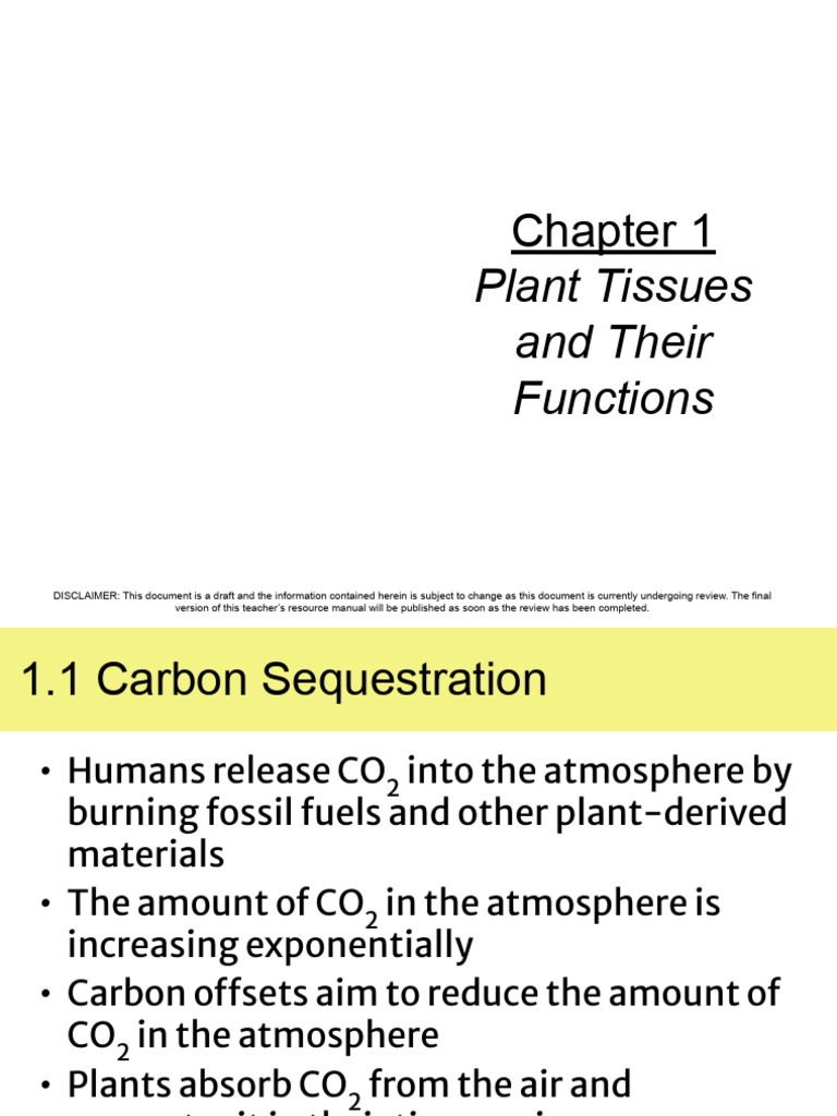 Plant Structure and Function | PDF | Fruit | Leaf