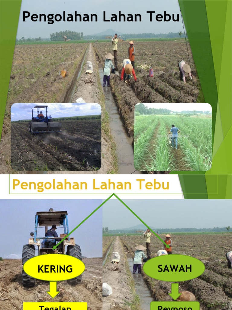 Pengolahan Lahan Tebu 2023 | PDF