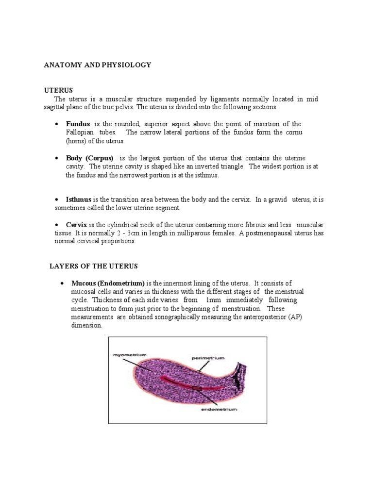 Anatomy and Physiology | PDF | Ovary | Uterus
