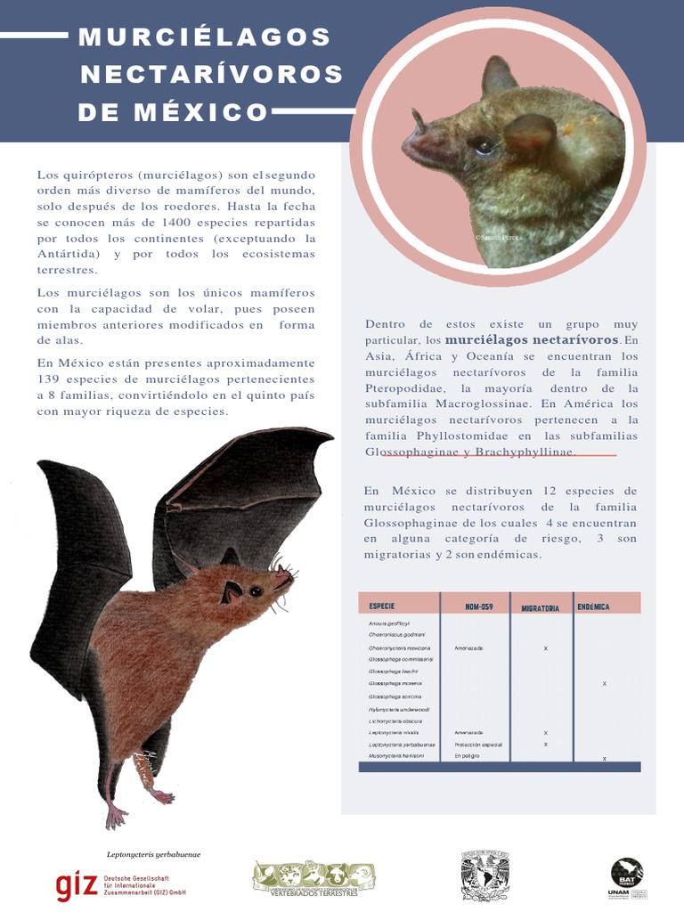 Factsheet Murcielagos 2.0 | PDF