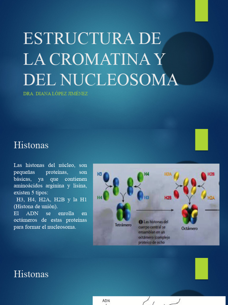 1.2 Estructura de La Cromatina y Del Nucleosoma | PDF