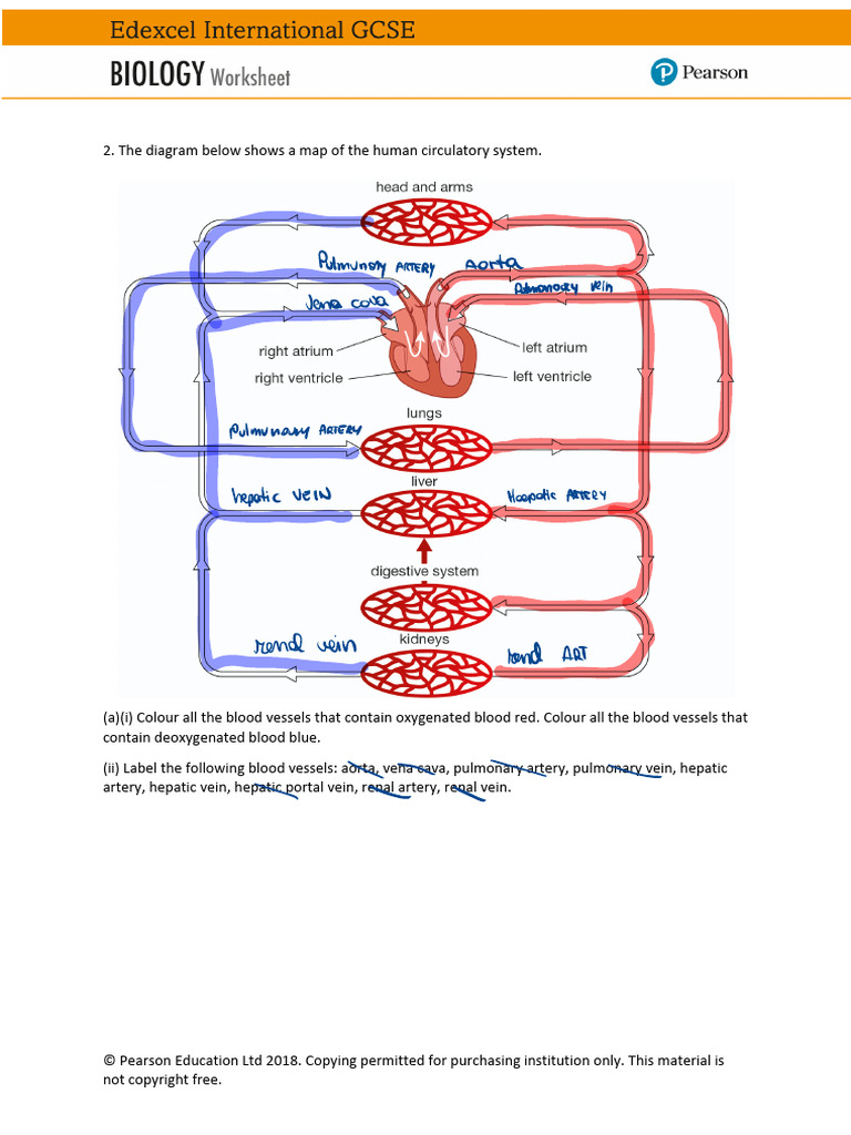 Circulatory System Diagram | PDF