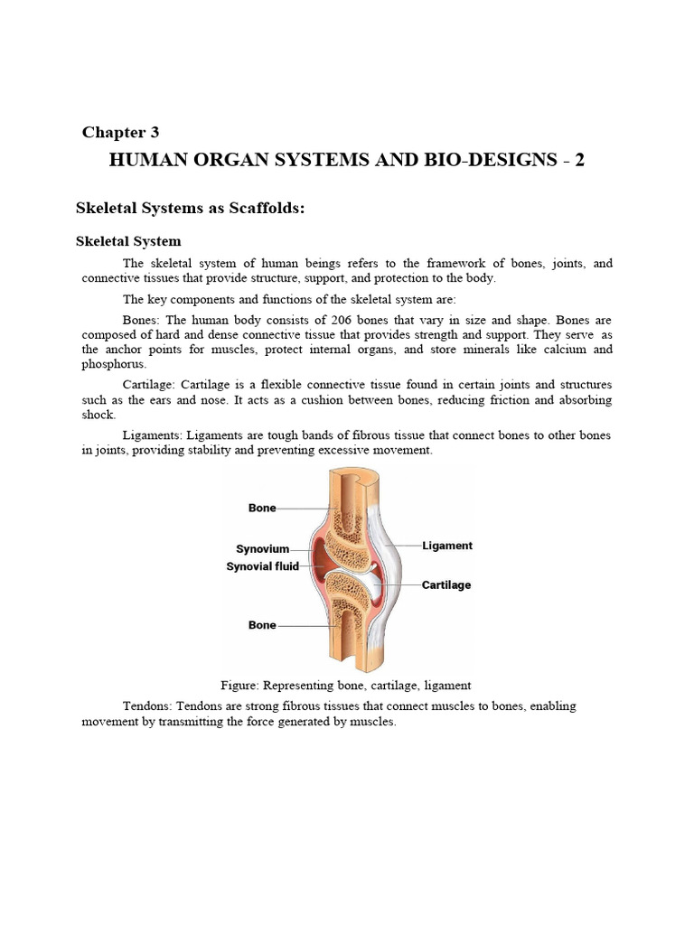 3.4 Skeletal System As Scaffold | PDF