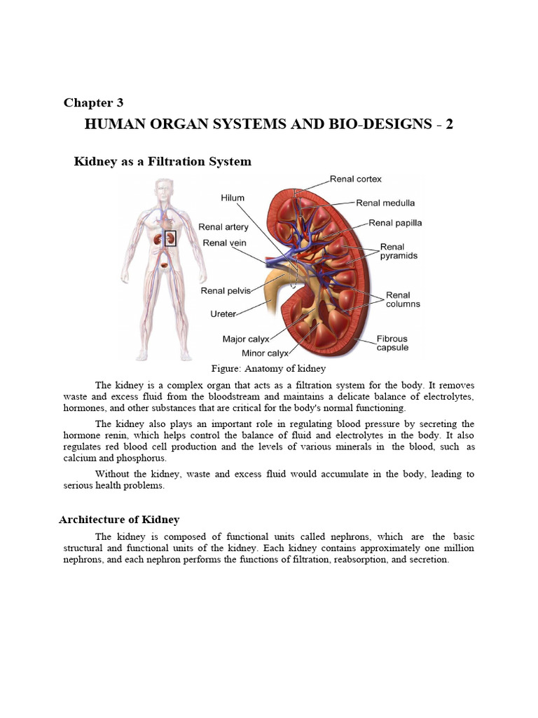 3.2 Kidney As A Filtration System | PDF | Kidney | Chronic Kidney Disease