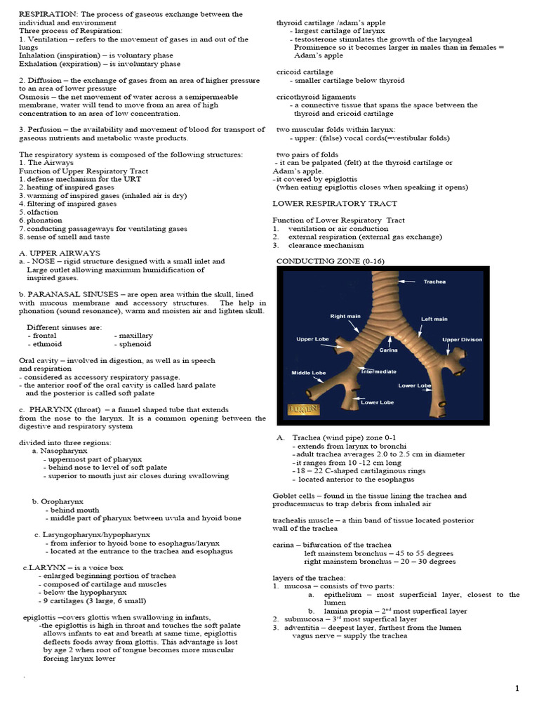Anatomy of Respi System. | PDF