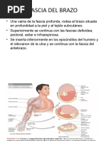 Anatomía del Brazo: Estructura y Función | PDF | Codo | Extremidades ...