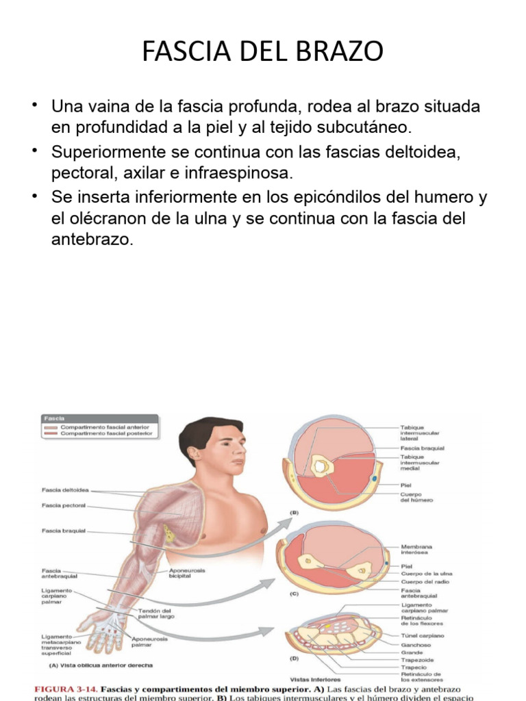 Anatomia Brazo | PDF | Codo | Anatomía humana