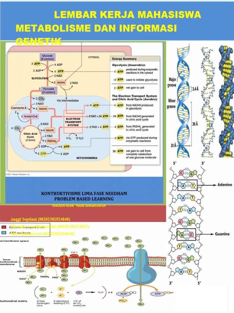 Peran DNA, Gen, Genom, dan Kromosom | PDF