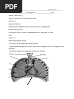 Respiratory System Model Procedure | PDF