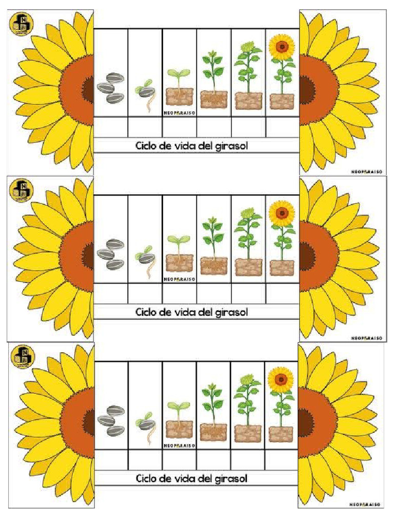 Ciclo de Vid Del Girasol | PDF