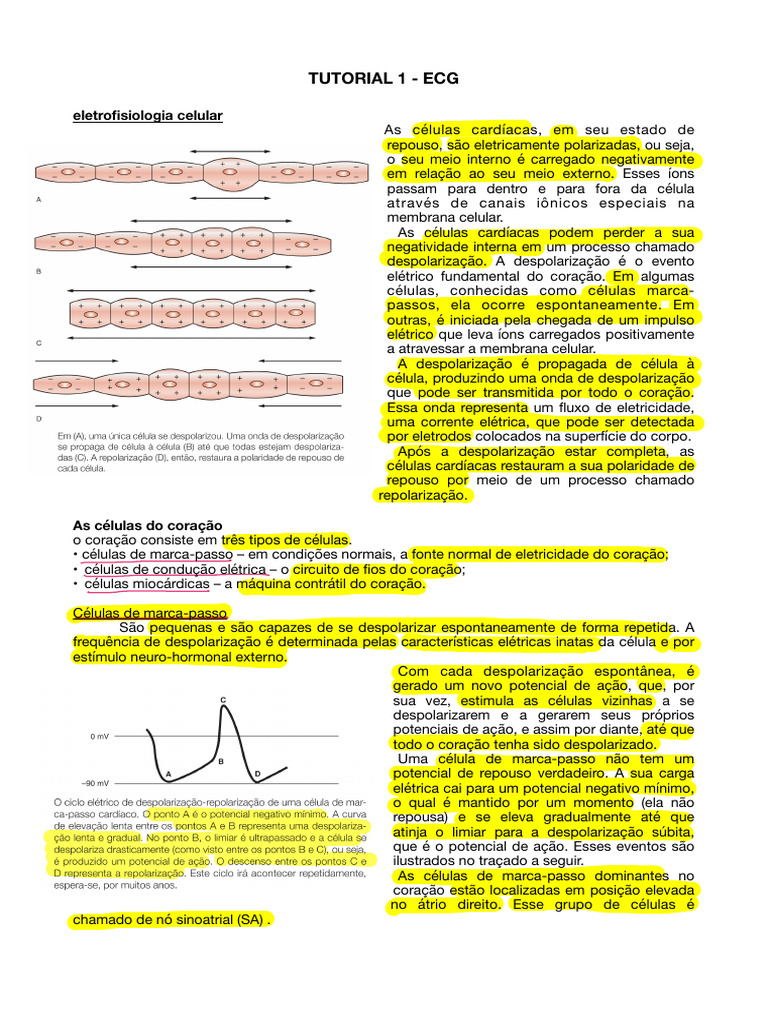 Tut 1 Cardio Ecg | PDF | Eletrocardiografia | Coração