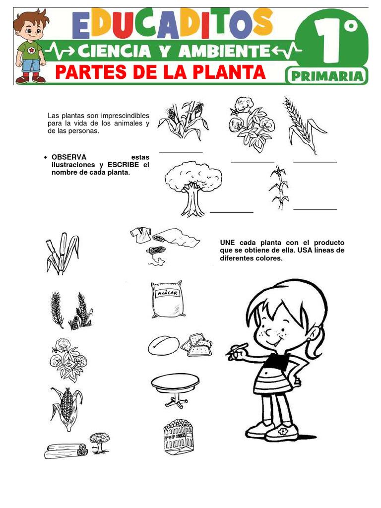 6 Partes-de-la-Planta-para-Primer-Grado-de-Primaria | PDF | Raíz | Plantas