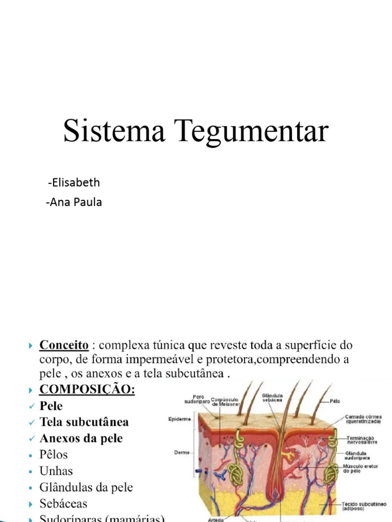 Sistema Tegumen-WPS Office | PDF