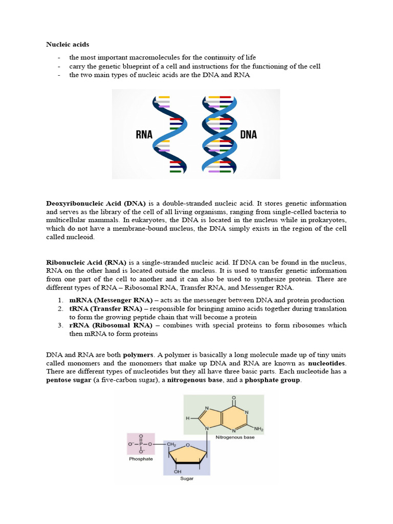 Nucleic Acids | PDF | Nucleic Acids | Rna