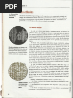 Células Lábiles | PDF | Relaciones personales, crianza y desarrollo ...