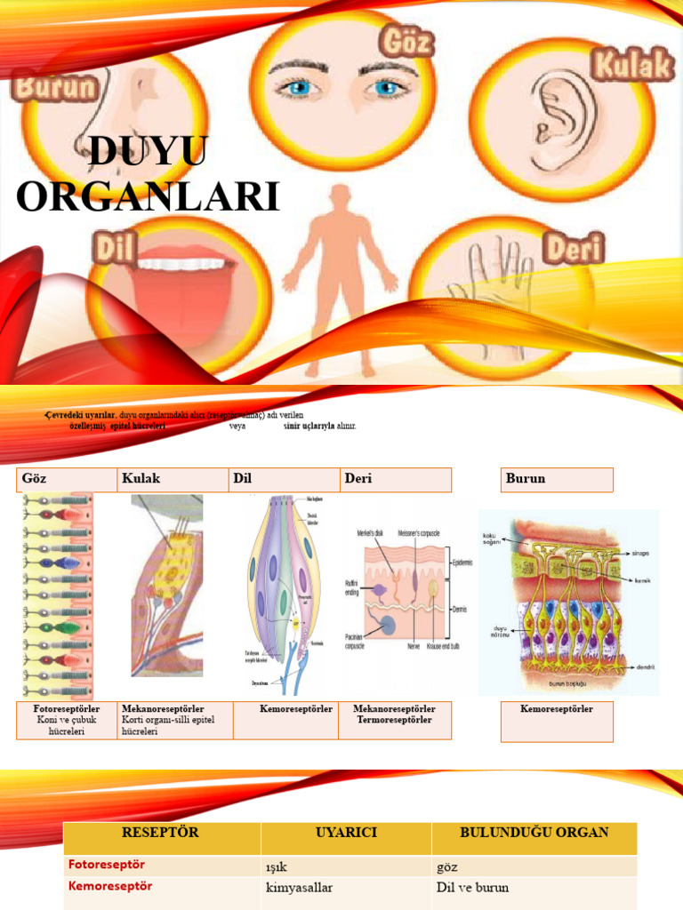 + Göz Burun Dil | PDF