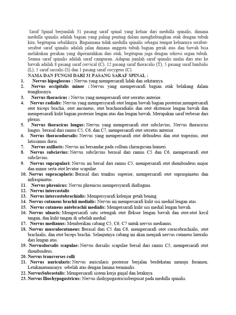 Saraf Spinal Berjumlah 31 Pasang Saraf Spinal Yang Keluar Dari Medulla ...