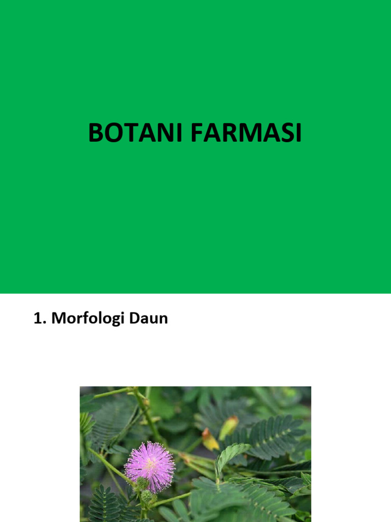 Morfologi Daun (1) - 1 | PDF | Griya & Taman