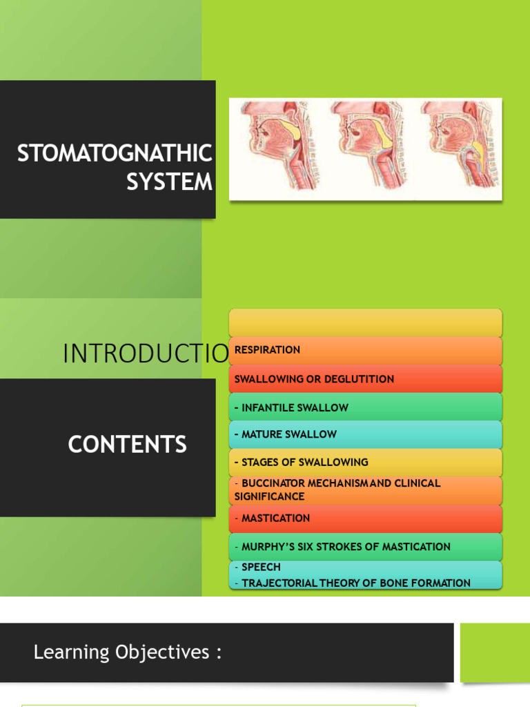 L7 Stomatognathic System | PDF | Tongue | Digestive System