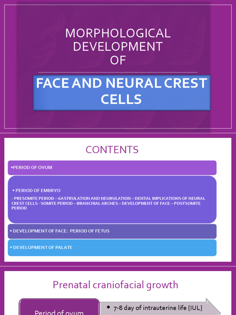 L5 Morphological Development of Face and Neural Crest Cells | PDF | Human Nose | Zoology