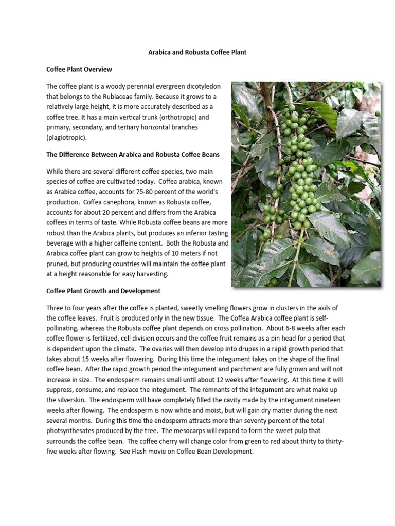 Arabica and Robusta Coffee Plant | PDF | Root | Botany