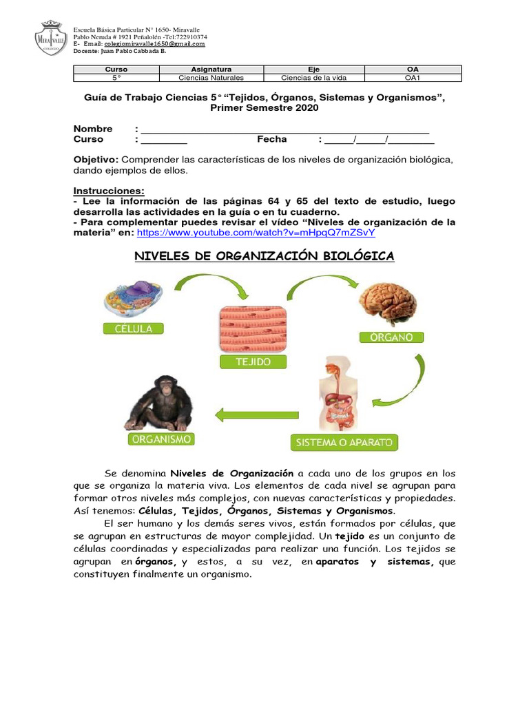 Guía Ciencias 5º 10 Tejidos Órganos Sistemas Organismos | PDF