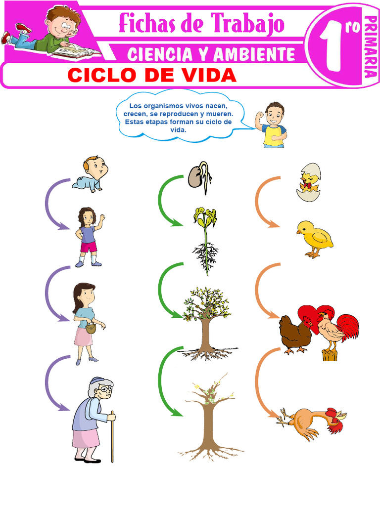 Ciclo de Vida para Primer Grado de Primaria | PDF