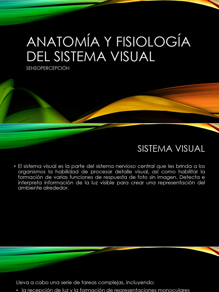 Anatomía y Fisiología Del Sistema Visual-1 | PDF