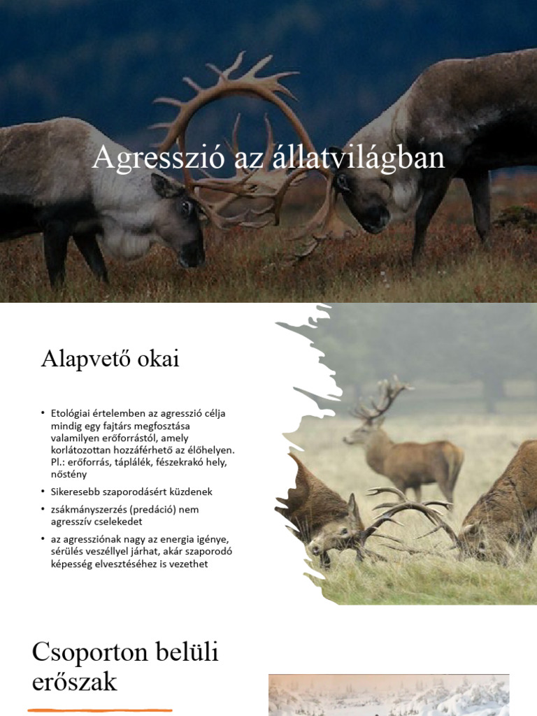 Agresszió az állatvilágban | PDF