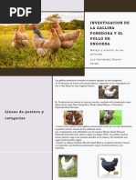 Principales Partes Del Gallo | PDF | Estudios de idiomas extranjeros