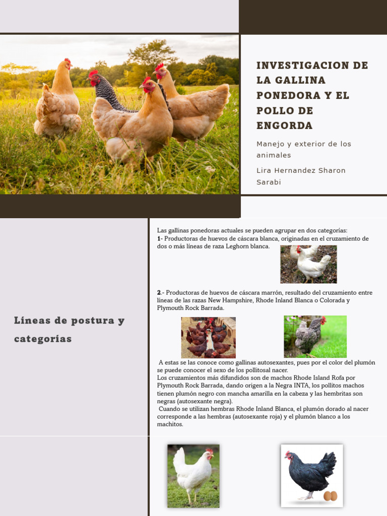 Anatomía y características de la gallina | PDF