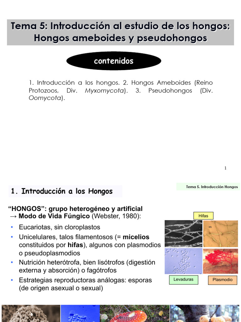 05 Introducc Hongos Pres | PDF | Ciencia y matemáticas