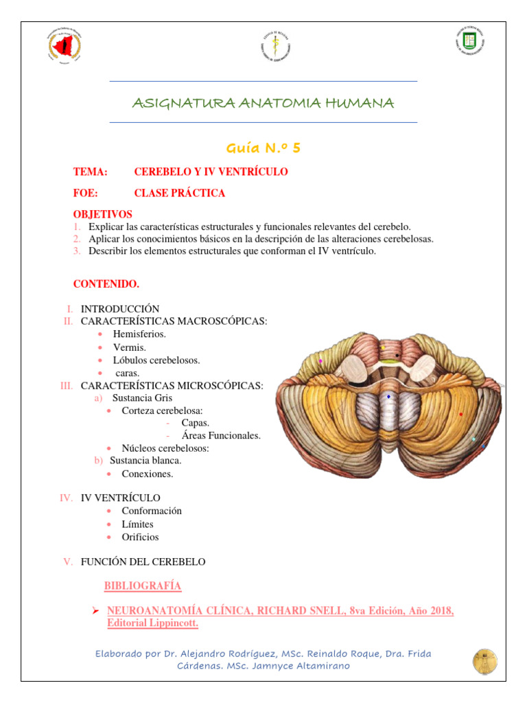 Cerebelo Pdf Cerebelo Corteza Cerebral